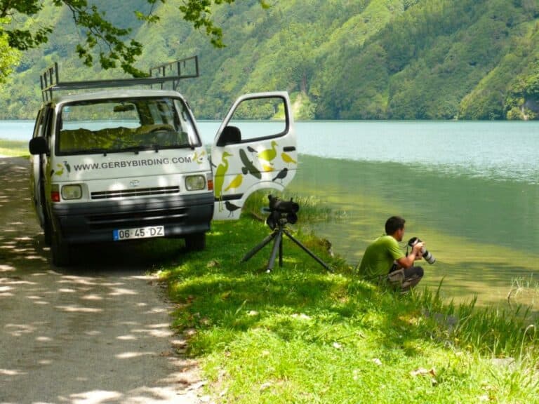 Bird Watching - Azores