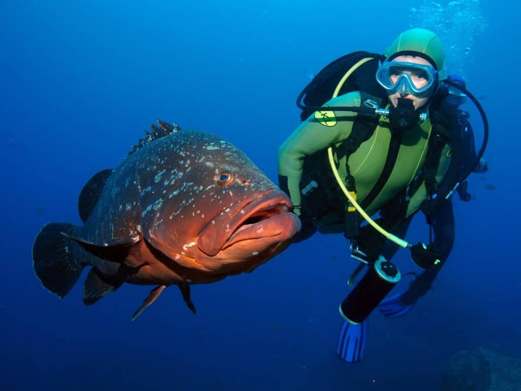 Diving in the Azores - Azores