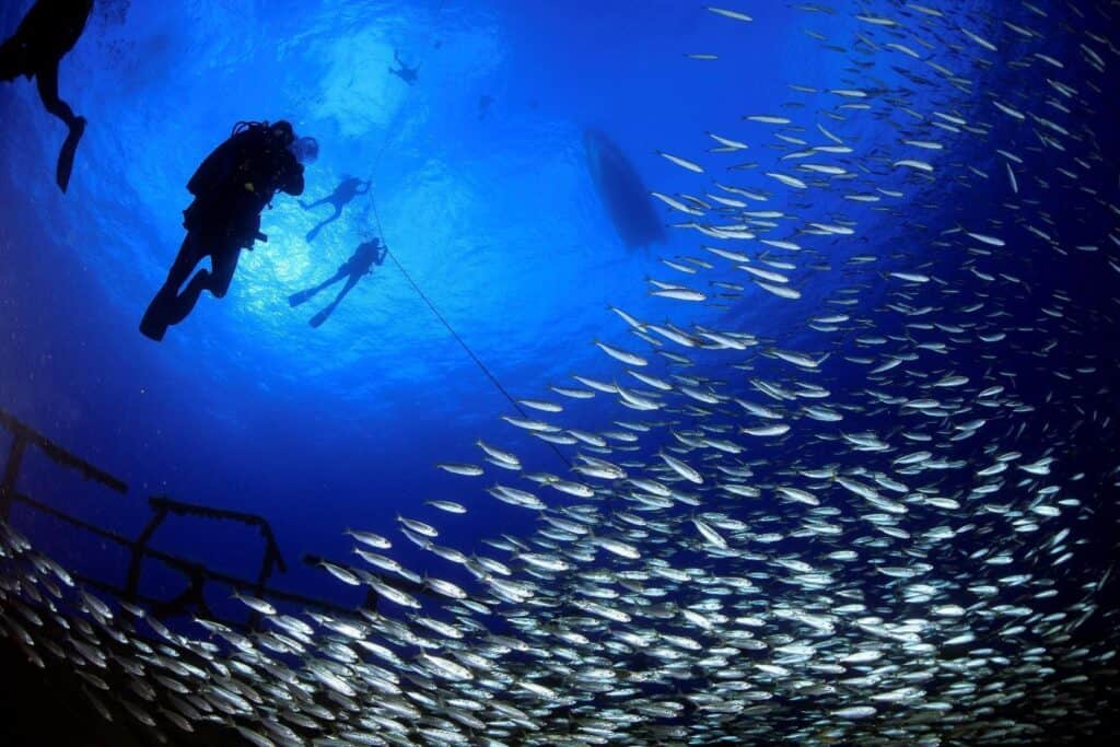 Diving in the Azores - Azores